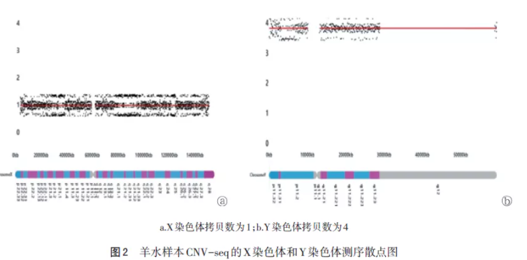 超数Y染色体49，XYYYY核型胎儿的产前诊断 - 分析行业新闻